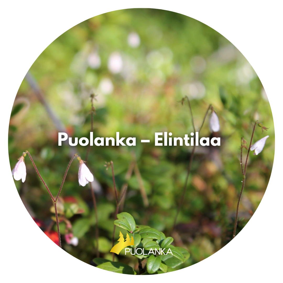 Muuta Puolangalle - Puolanka